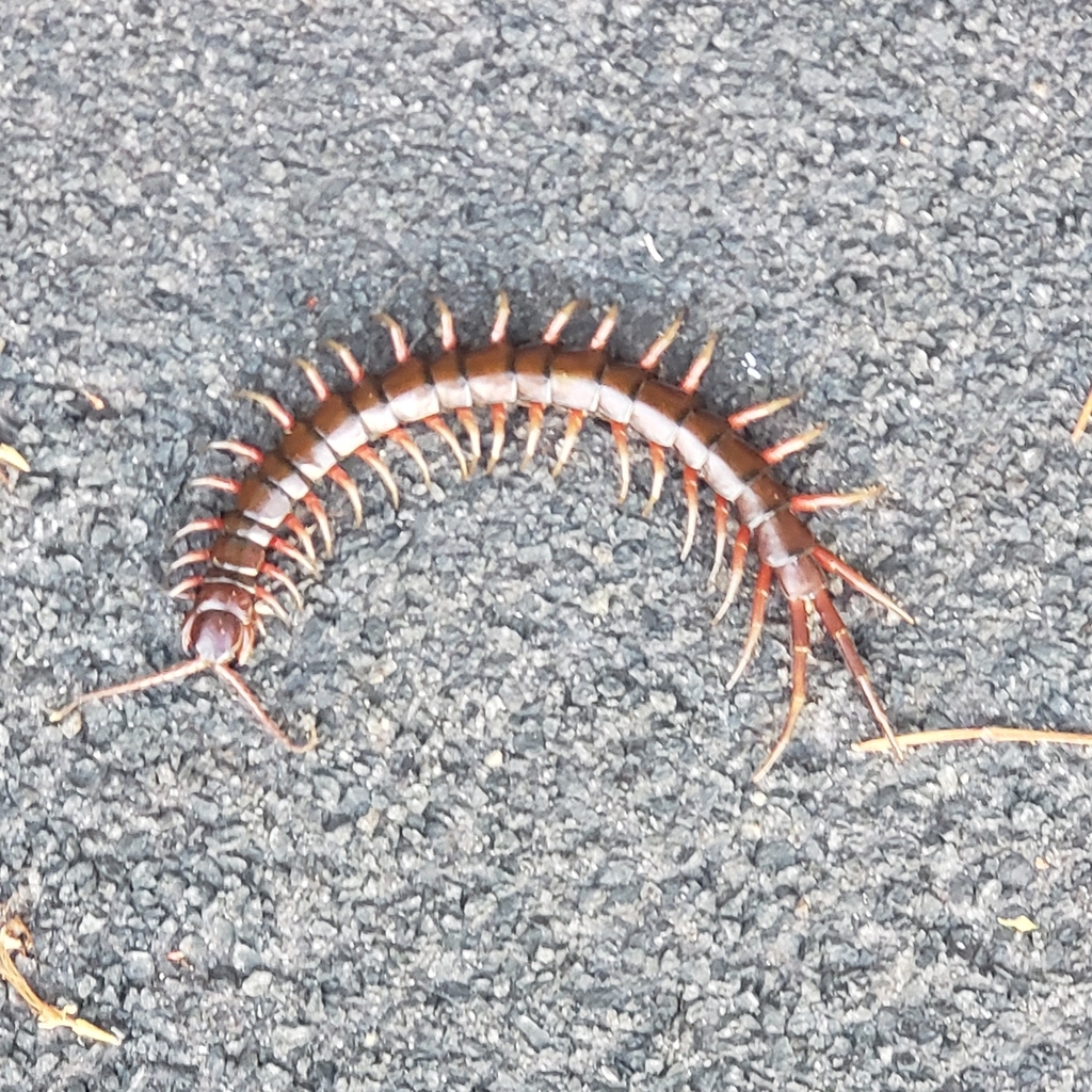 Pacific Giant Centipede from S King St + Punchbowl St, Honolulu, HI ...