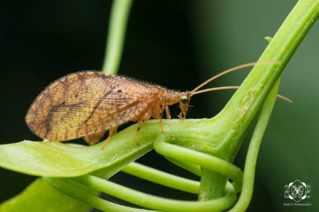 Nusalala uncata from Puntarenas, Puntarenas, Costa Rica on December 19 ...