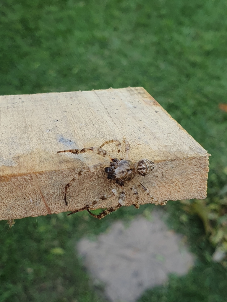 Spiky Field Spider from Mngungundlovu on December 28, 2022 at 08:24 AM ...