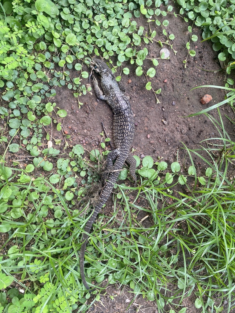 Banded/Spotted Tree Monitor Complex from Tabletop Pl, Malak, NT, AU on ...