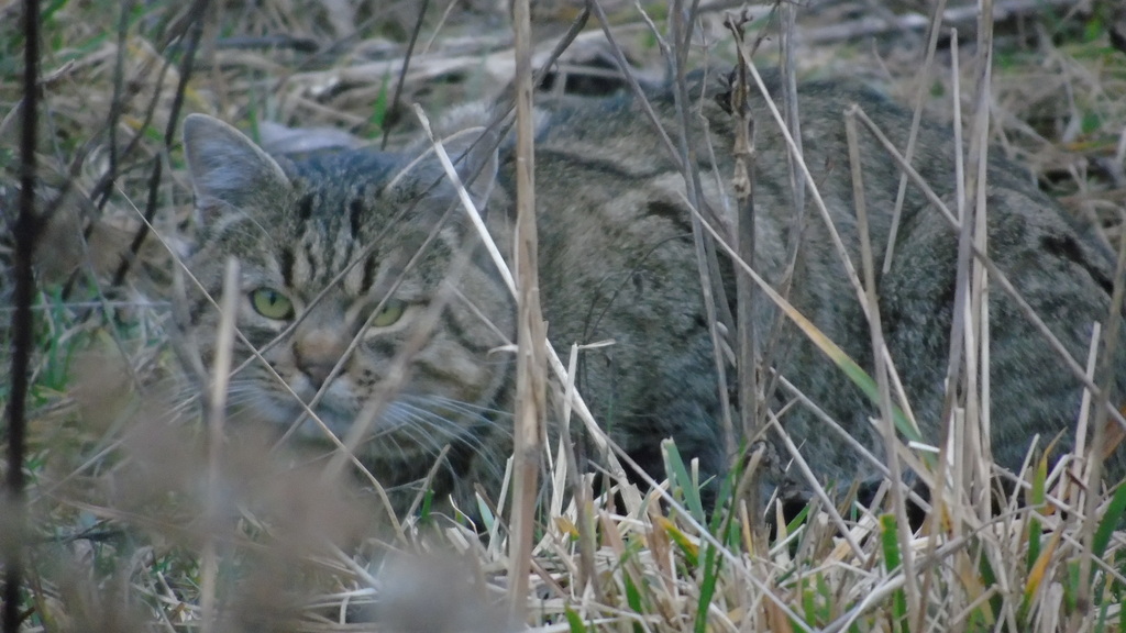 European Wildcat from Районул Кэлэрашь, Moldova on December 31, 2017 at ...