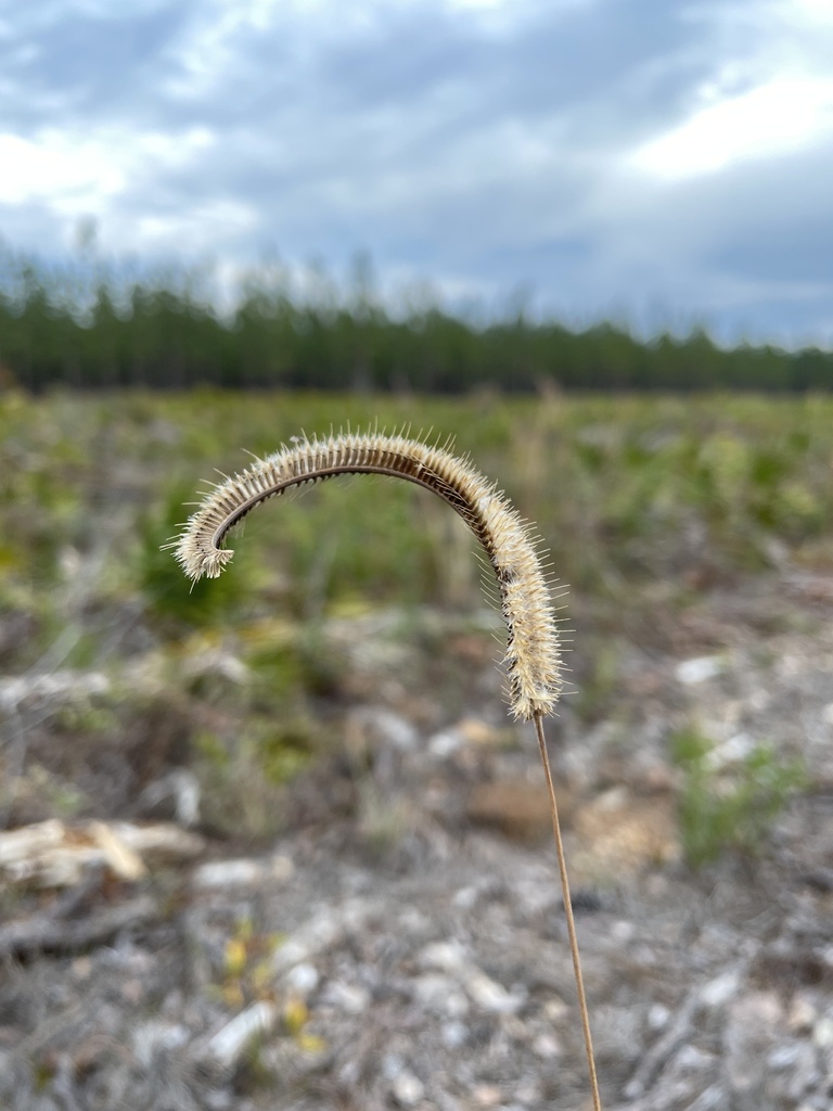 Toothache grass from Dixon Memorial State Forest, Waycross, GA, US on ...