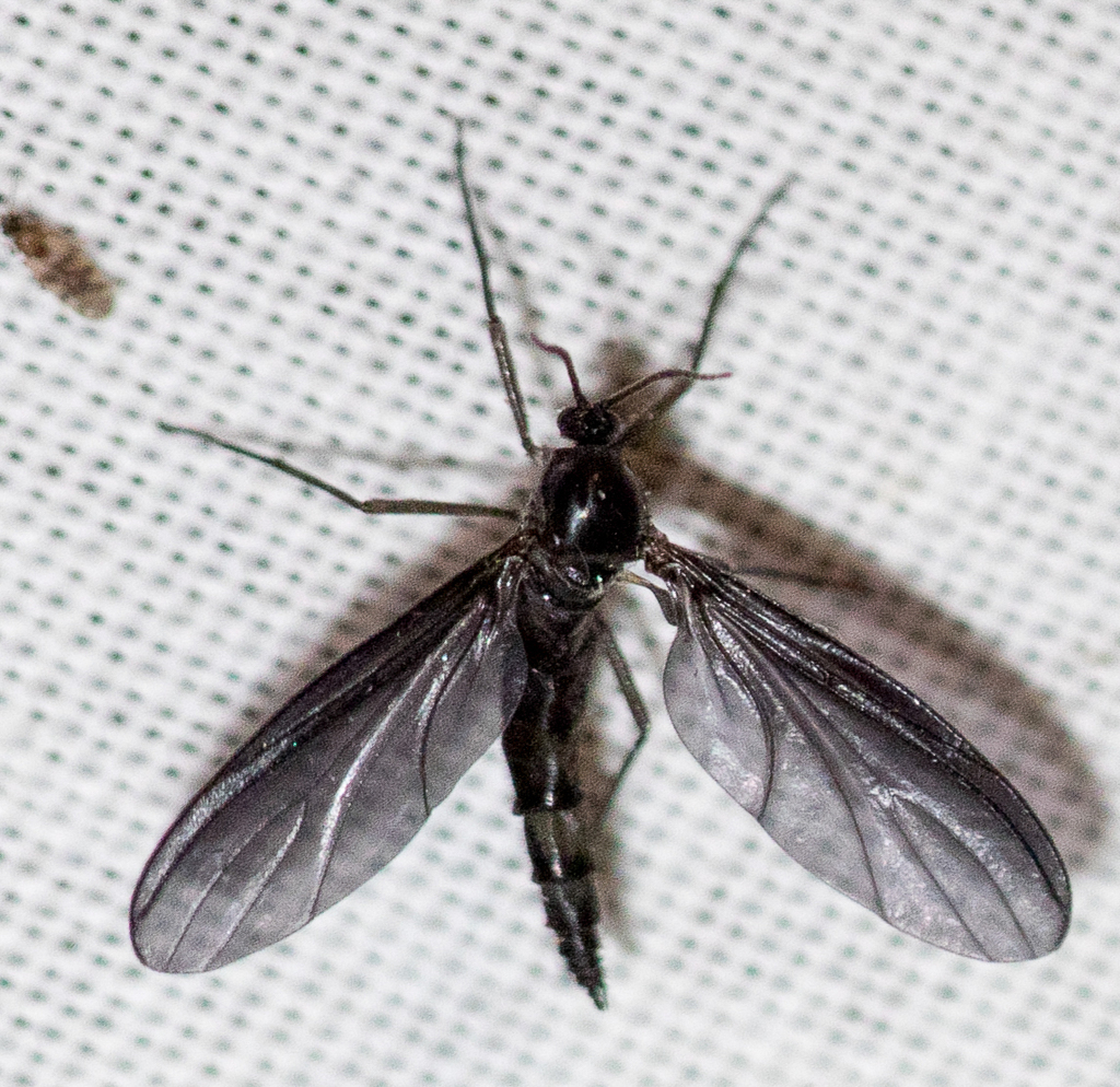 Dark-winged Fungus Gnats from Hatun Sumaku, Ecuador on February 08 ...