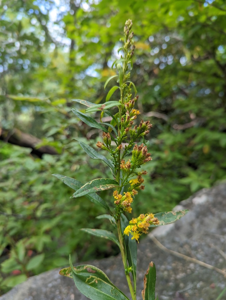 Granite Dome Goldenrod from Rabun, Georgia, United States on September ...