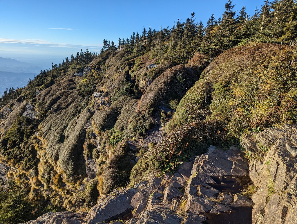 Smoky Mountains rhododendron from Sevier, Great Smoky Mountains ...