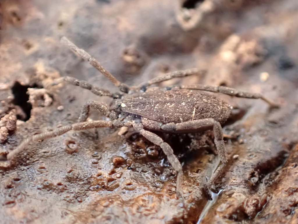 Trogulus tricarinatus from Carlisle, MA 01741, USA on December 28, 2022 ...