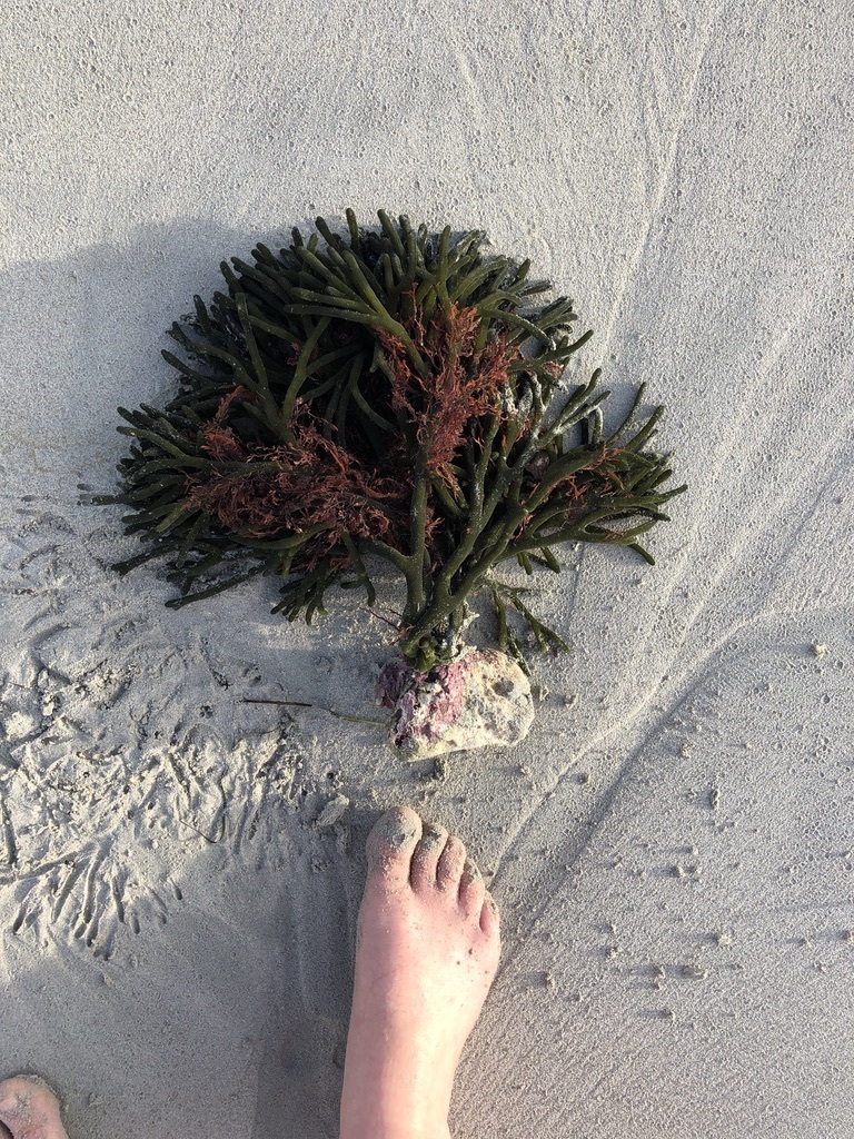 Codium galeatum from Wye SA 5291, Australia on August 13, 2022 at 08:06 ...