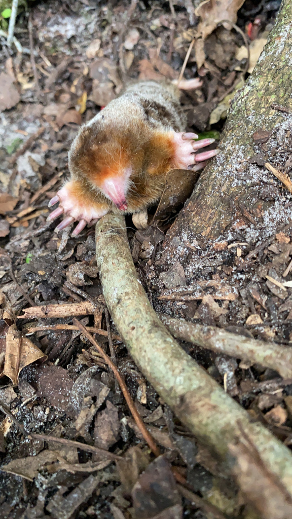 Eastern Mole from SW Wildcat Trail, Stuart, FL, US on December 28, 2022 ...