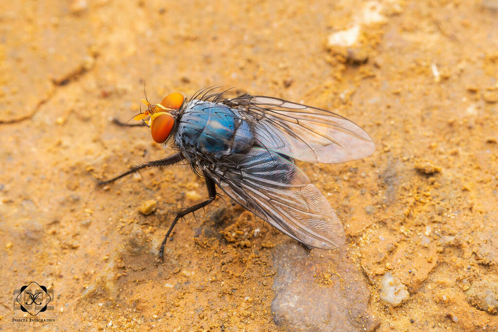 Tachinid Flies from Puntarenas, Puntarenas, Costa Rica on December 20 ...