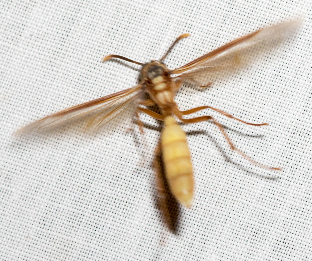 Central American Paper Wasp from Hatun Sumaku, Ecuador on February 8 ...