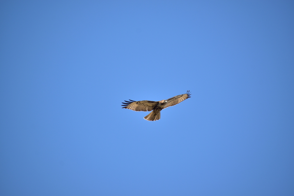 Red-tailed Hawk from Amp Emiliano Zapata, Ciudad de México, CDMX ...
