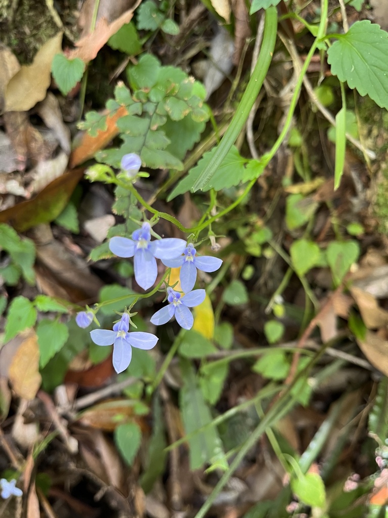 forest lobelia from Dorrigo National Park, Never Never, NSW, AU on ...
