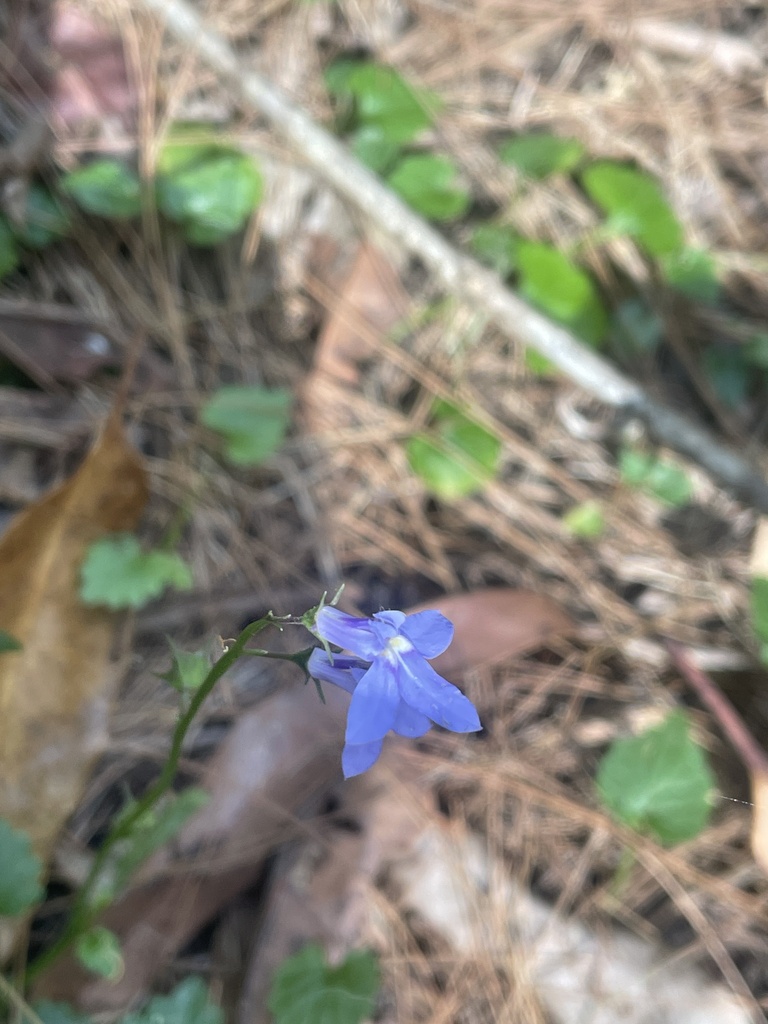 forest lobelia from Newry State Forest, Valla, NSW, AU on December 29 ...