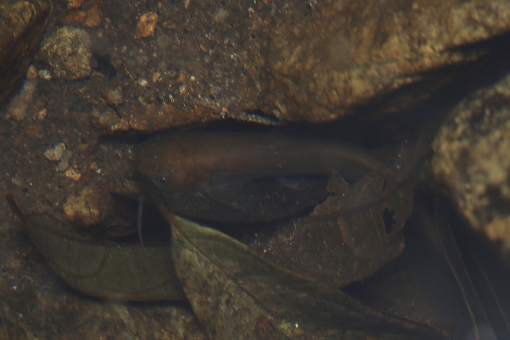 Pterocryptis anomala from 梧桐寨 on December 26, 2022 at 04:15 PM by Yifei ...