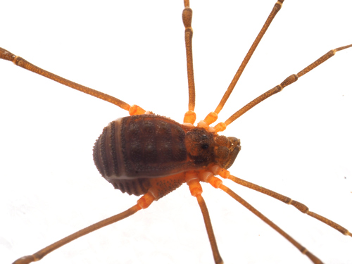 género Octobunus · iNaturalist Chile