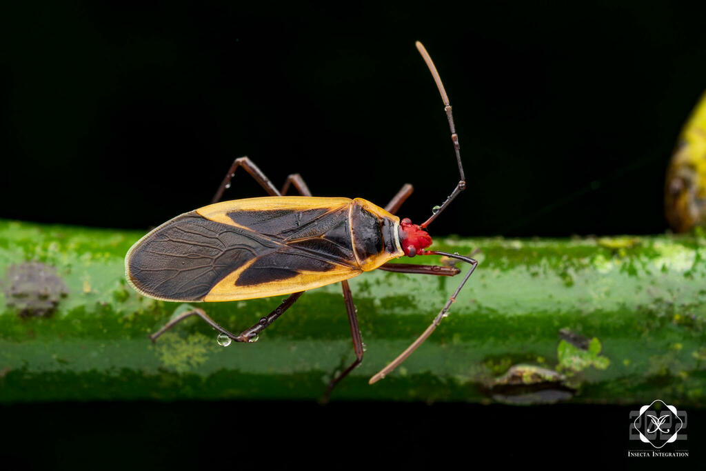 Cotton Stainer Bugs from Puntarenas, Puntarenas, Costa Rica on December ...