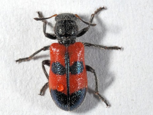 Aulicus dentipes · iNaturalist United Kingdom