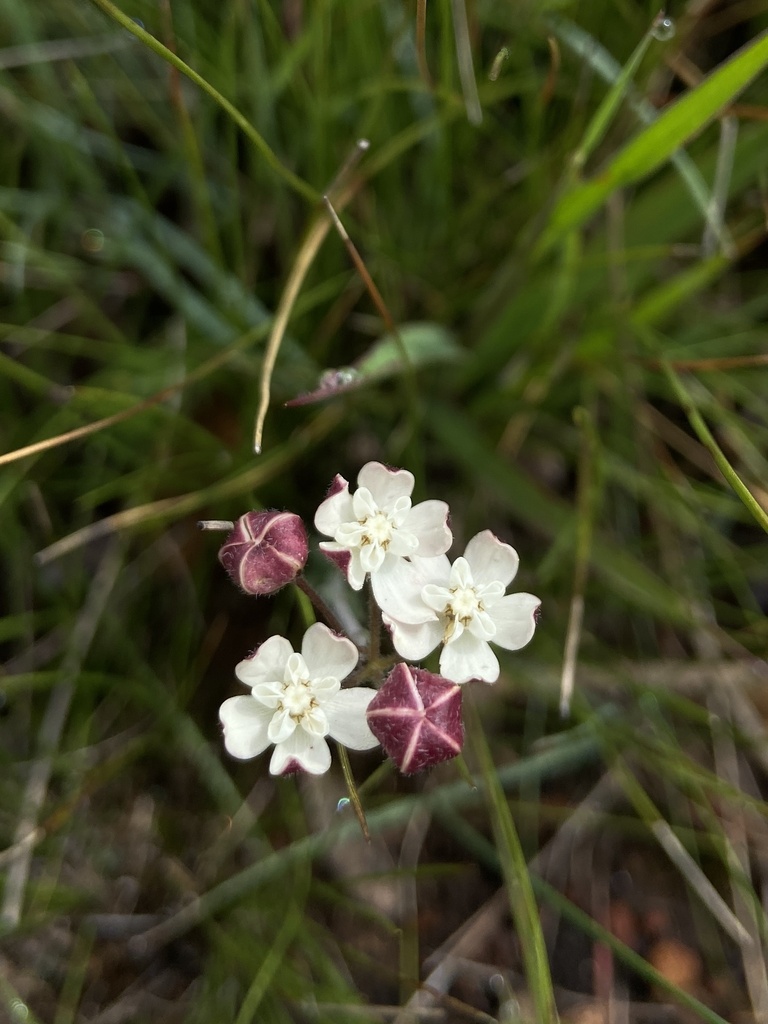 Aspidonepsis shebae in December 2022 by Carel Fourie · iNaturalist