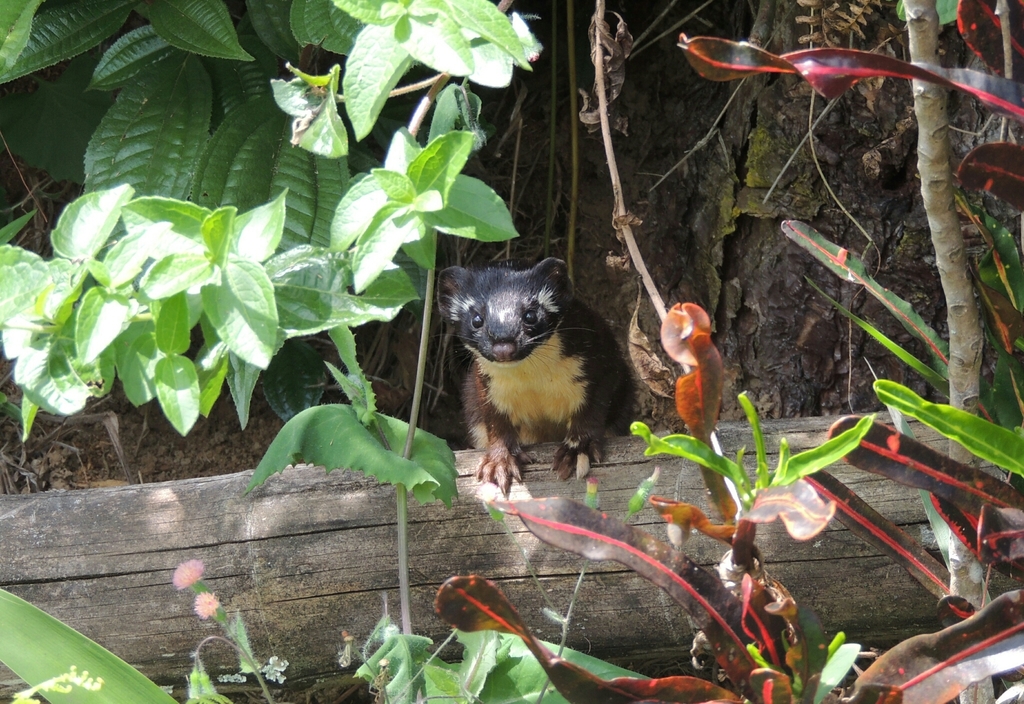 Long-tailed Weasel from Pescador - Piendamo, Piendamó, Cauca, Colombia ...