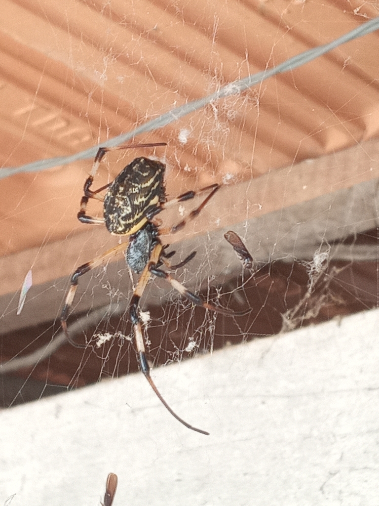 African Hermit Spider from Lumiar, Nova Friburgo - RJ, Brasil on ...