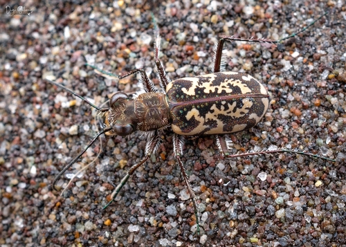 Cylindera chiliensis · iNaturalist