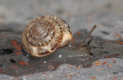 Obelus moratus · iNaturalist Mexico