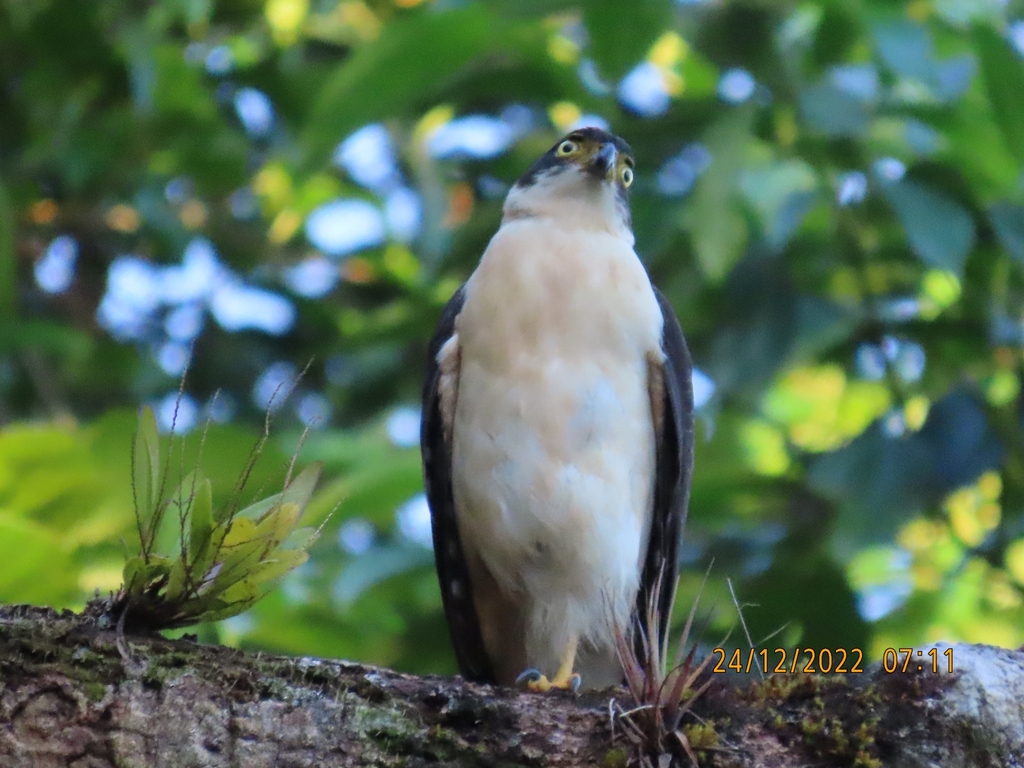 Bicolored Hawk from Provincia de Puntarenas, Costa Rica on December 24 ...