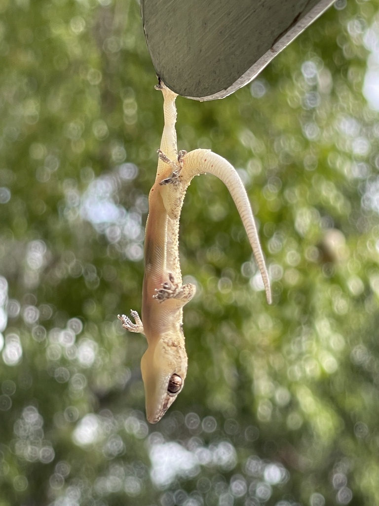 Tropical House Gecko from Windley Key Fossil Reef Geological State Park ...
