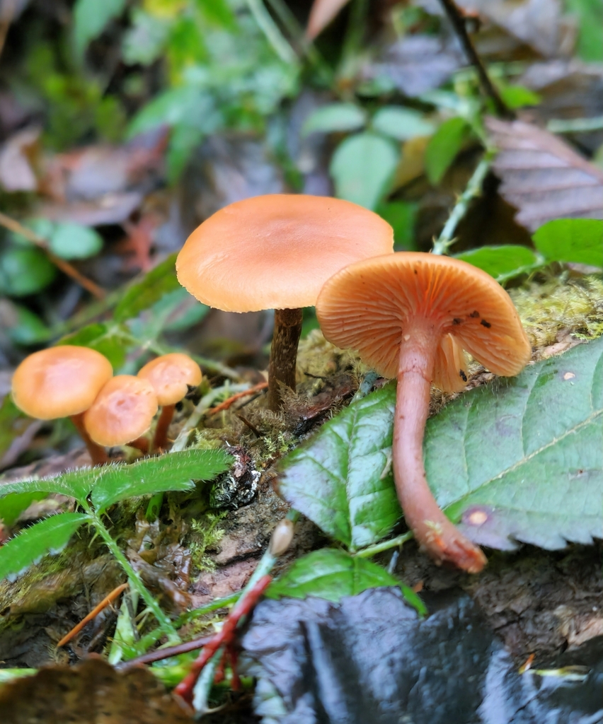 Moss Bells from Clinton, WA 98236, USA on December 29, 2022 at 04:00 PM ...