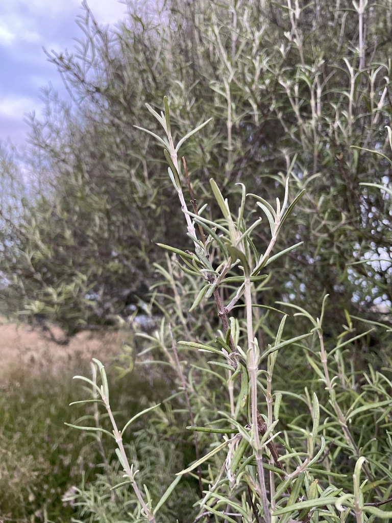 Olearia lineata 'dartonii' in December 2022 by Jessi Ott · iNaturalist