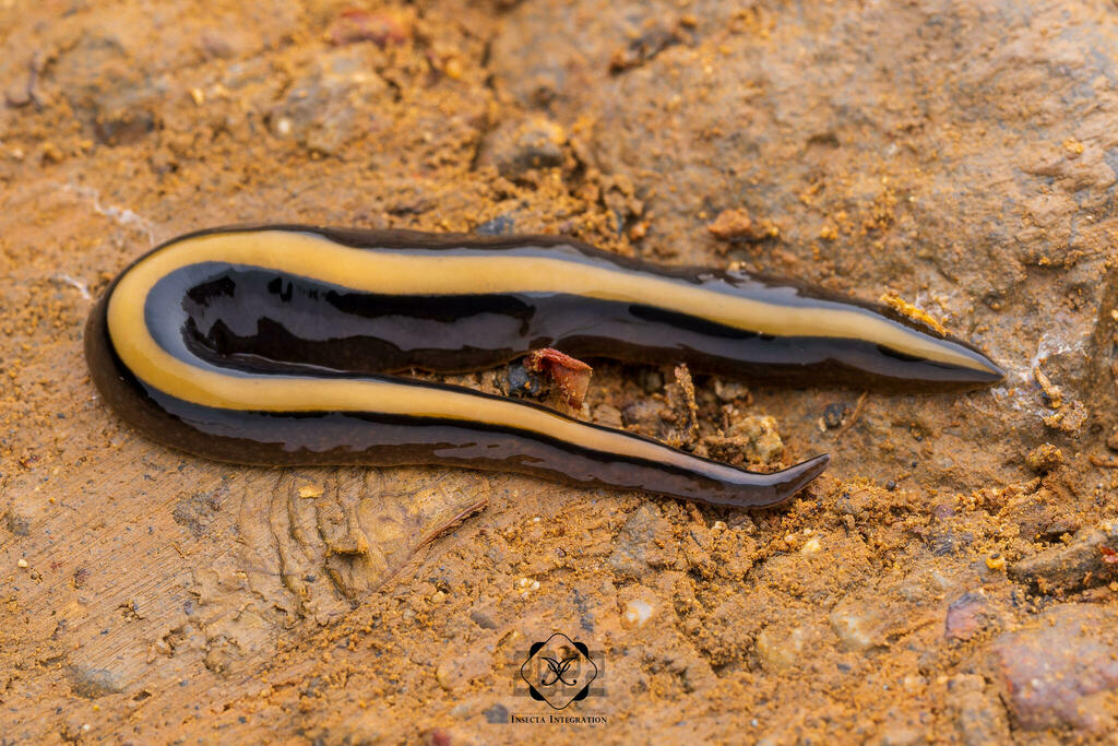 Neotropical Land Planarians from Puntarenas, Puntarenas, Costa Rica on ...