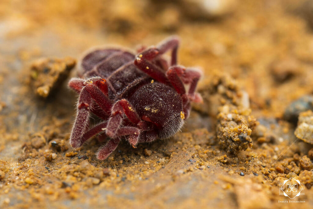 Cryptocellus from Puntarenas, Puntarenas, Costa Rica on December 23 ...