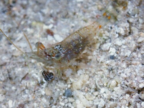 Palaemon gladiator · iNaturalist