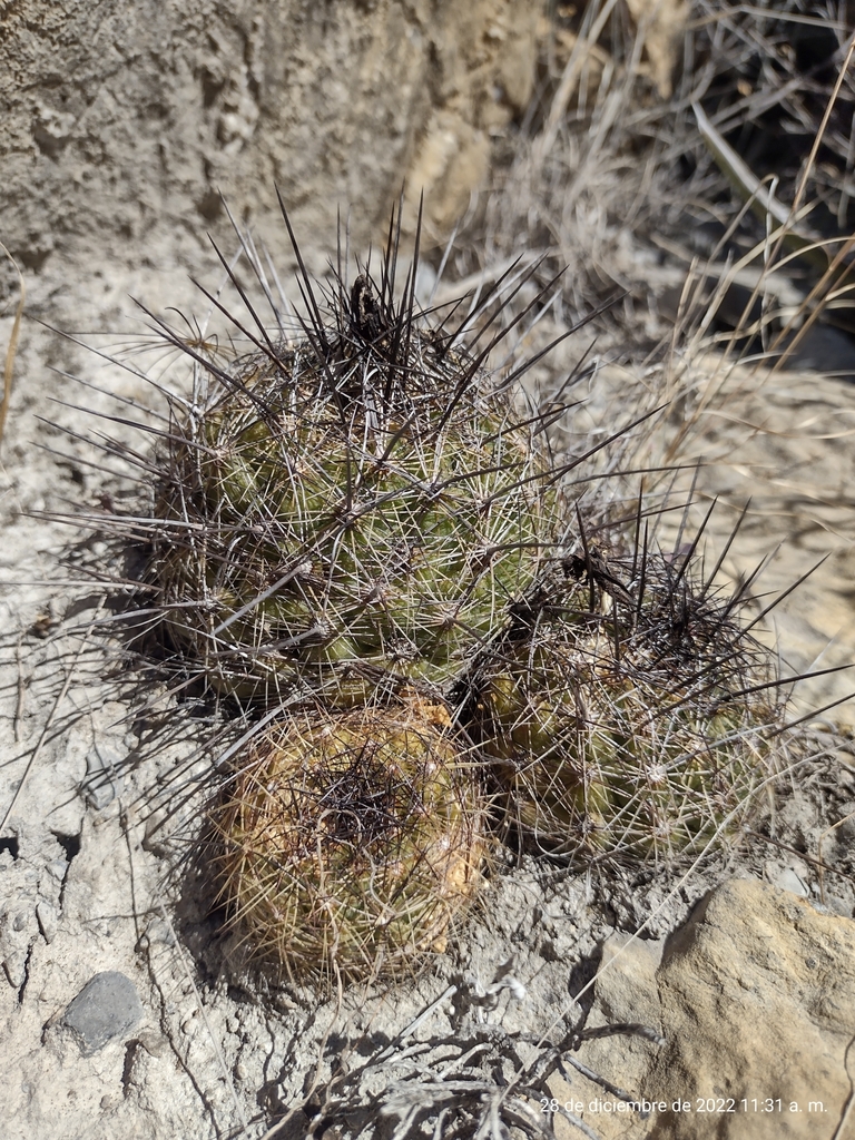 Bunched Cory Cactus in December 2022 by Carlos Liñan · iNaturalist