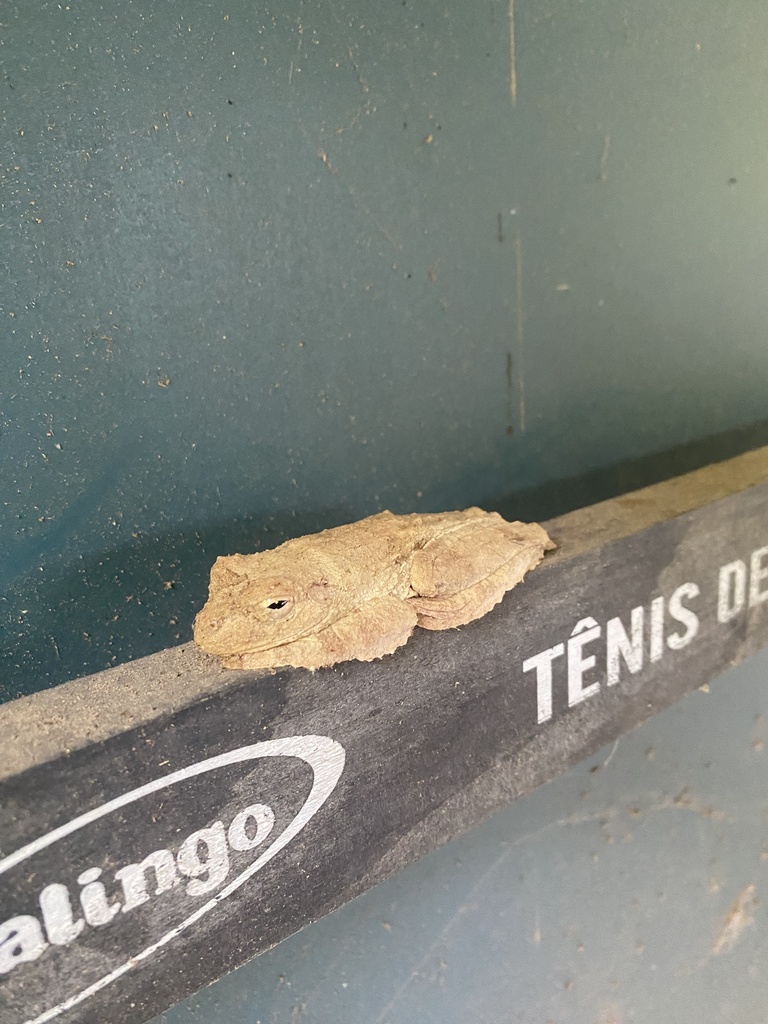 Leopard Tree Frog from Teresópolis, RJ, BR on December 30, 2022 at 03: ...