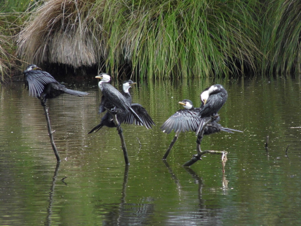 Little Shag (Birds of Nelson Lakes) · iNaturalist