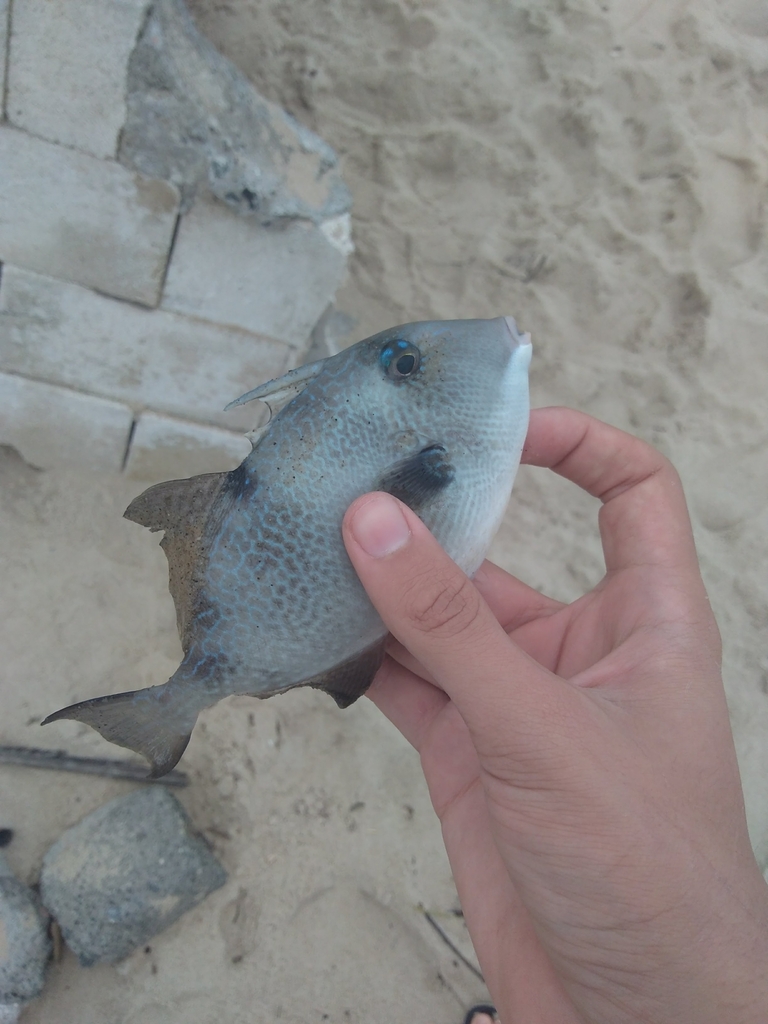 Grey Triggerfish from Guaratuba, PR, 83280-000, Brasil on January 8 ...