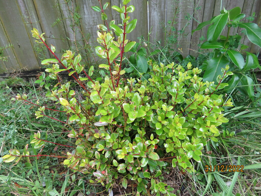 Myrtle Rust from Unsworth Heights, Auckland on December 31, 2022 by Tim ...