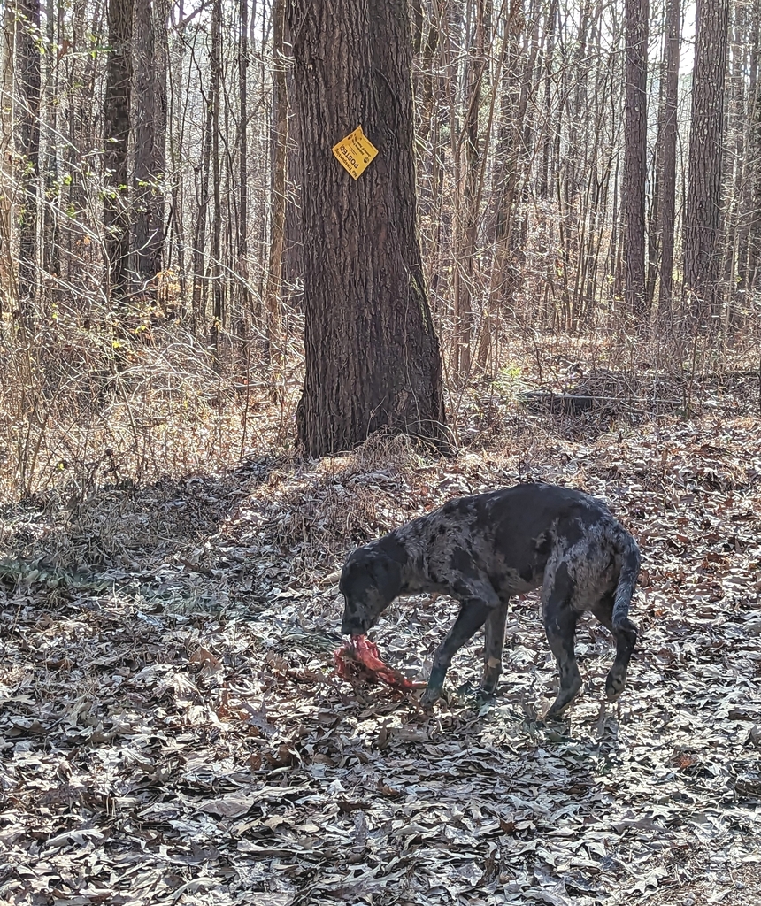 Domestic Dog from Hayden, AL 35079, USA on December 29, 2022 at 12:50 ...