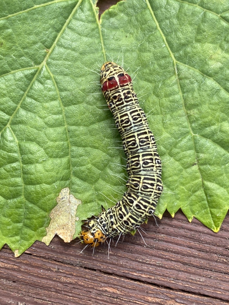 Australian Grapevine Moth from Godwin St, Blairgowrie, VIC, AU on ...