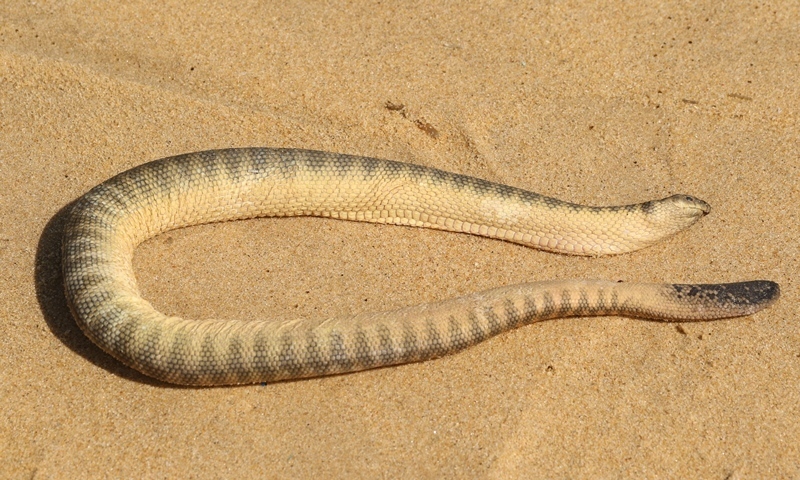 Shaw's Sea Snake from Jaffna, Sri Lanka on December 29, 2022 at 12:48 ...