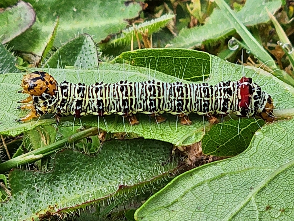 Australian Grapevine Moth from Newborough on December 31, 2022 at 09:15 ...