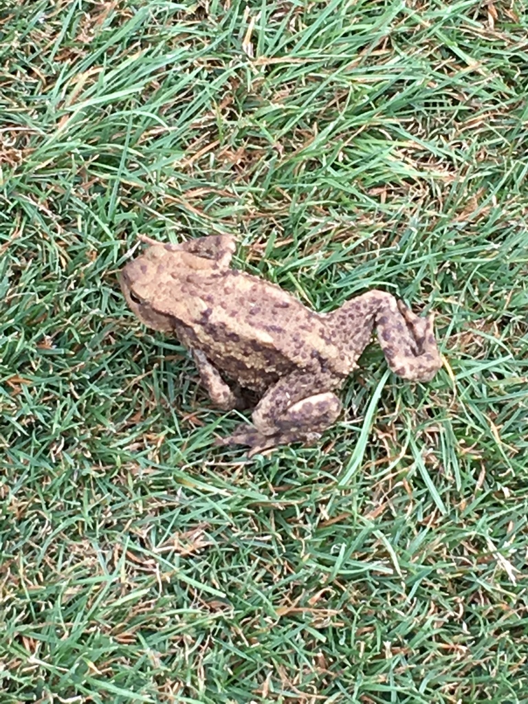European Toad from Rushcliffe Golf Club, Loughborough, England, GB on ...