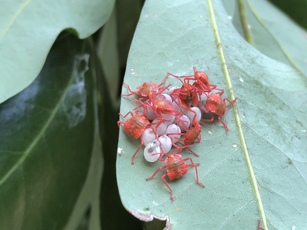 Lychee Stink Bug from 環河路, 新店區, TW on April 2, 2018 at 08:15 AM by ...