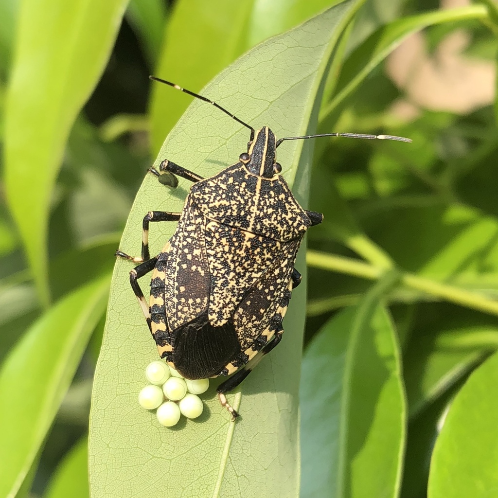 Yellow-spotted Stink Bug from 環河路, 新店區, TW on April 3, 2018 at 08:13 AM ...