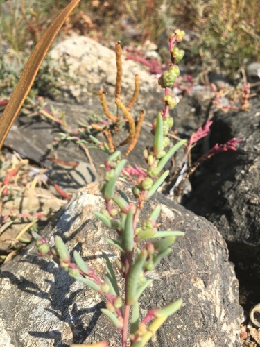 Herbaceous Seepweed (Subspecies Suaeda maritima maritima) · iNaturalist
