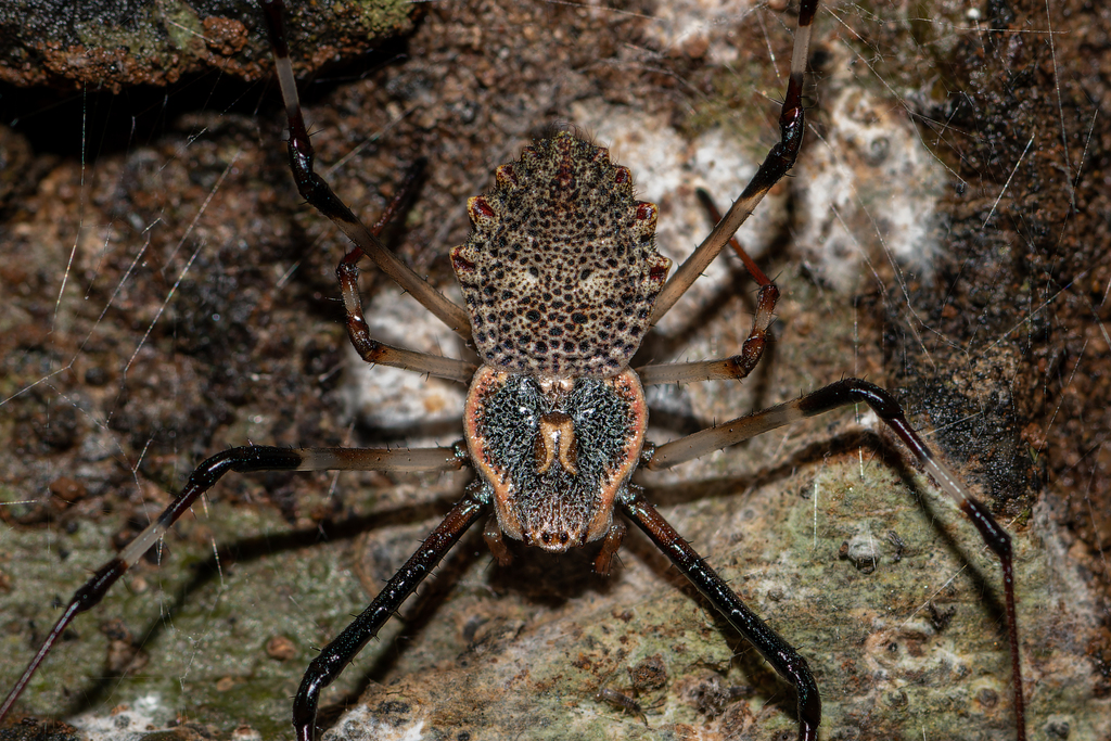 Ornamental Tree Trunk Spider from ตำบล บุฮม อำเภอ เชียงคาน เลย ประเทศ ...