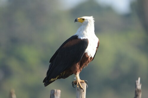 Pigargo Vocinglero (Haliaeetus vocifer) · NaturaLista Colombia