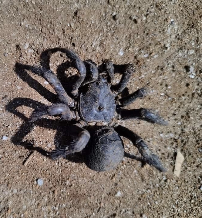 Basal Segmented Spiders from Mogok, Mandalay, MM on December 30, 2022 ...