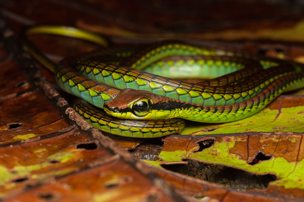 Elegant Bronzeback in December 2022 by Hafiz · iNaturalist